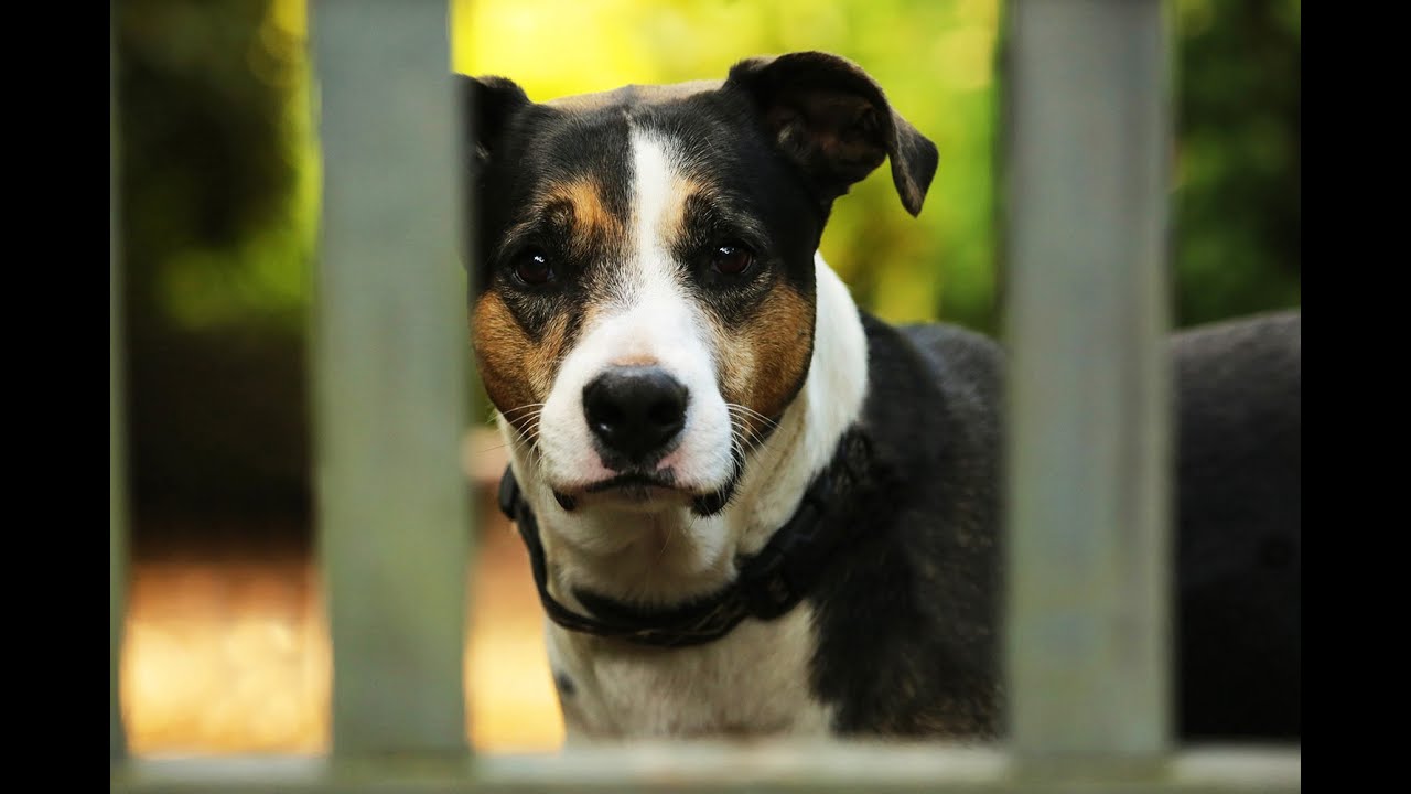 Louie from WAG Halfway Home Ranch, Sequim, WA - YouTube