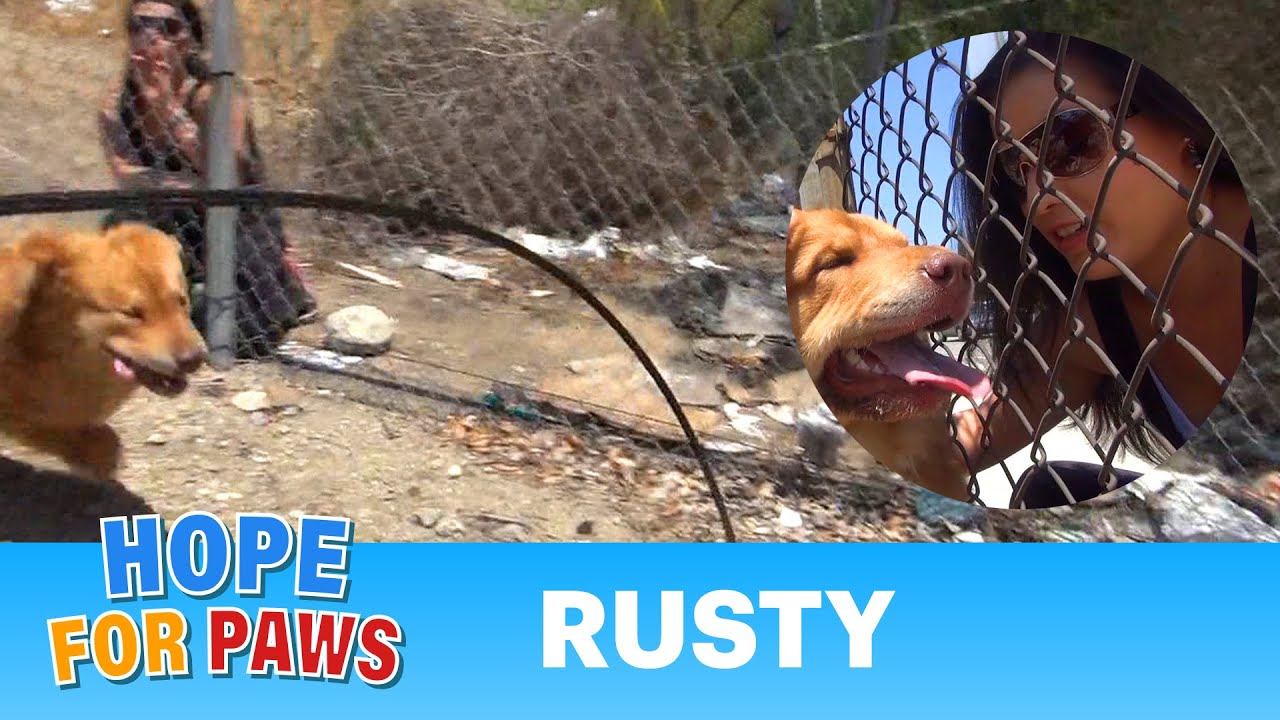 A dog rescue that will make you smile. Please share on FB & Twitter ...