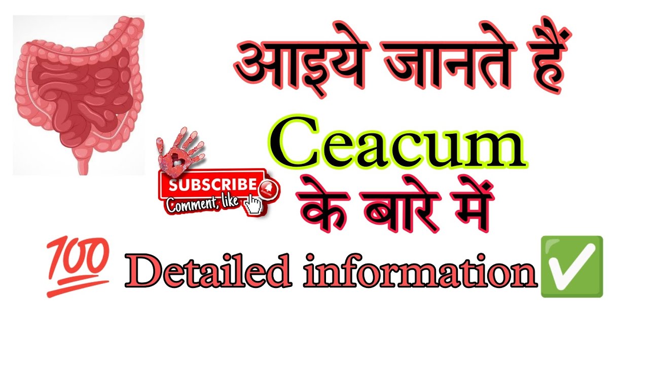 Anatomy of cecum - YouTube