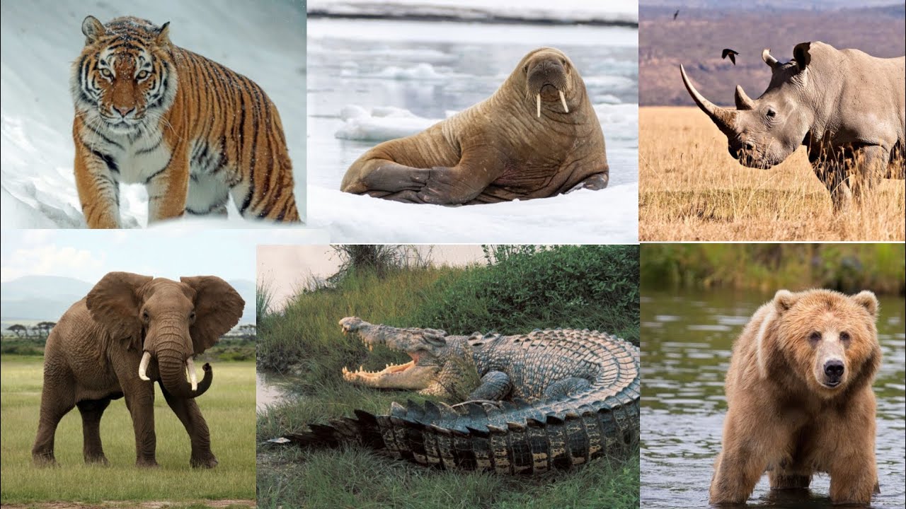 Top 10 biggest animals in the world by weight - YouTube