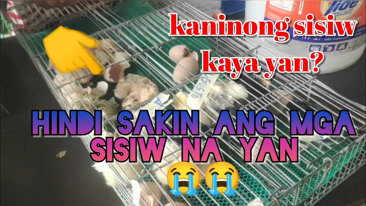 Hatchery Error, may nasamang mga sisiw at itlog sa mga pinapisa ko ...