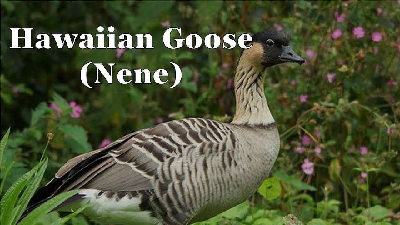 Nene Goose Sound