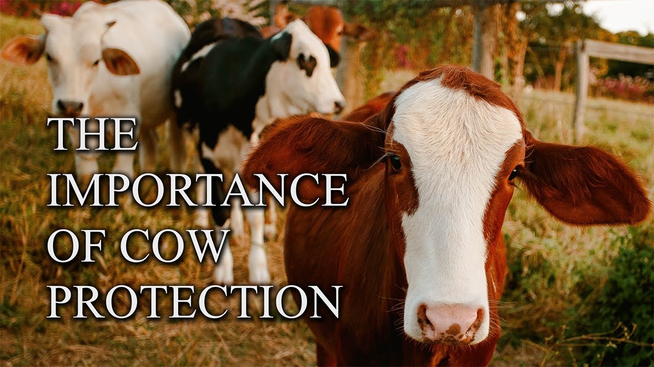 The Importance of Cow Protection - YouTube
