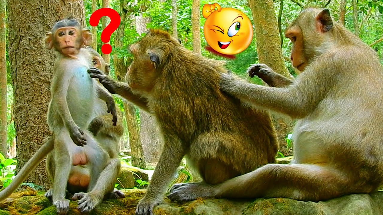 What Are These Monkeys Doing Together? The Surprising Way Monkeys Care for Each Other #monkey ...