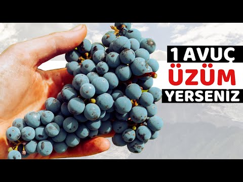 Günde 1 Avuç Üzüm Vücudunuza Bunları Yapıyor | Üzümün Faydaları Ve Zararları Nelerdir?