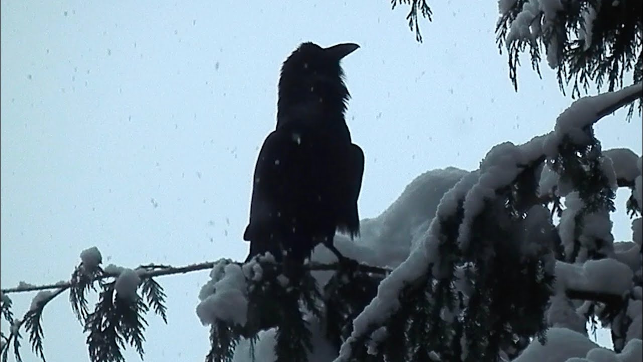 Raven Talk: The Clicking Call - YouTube