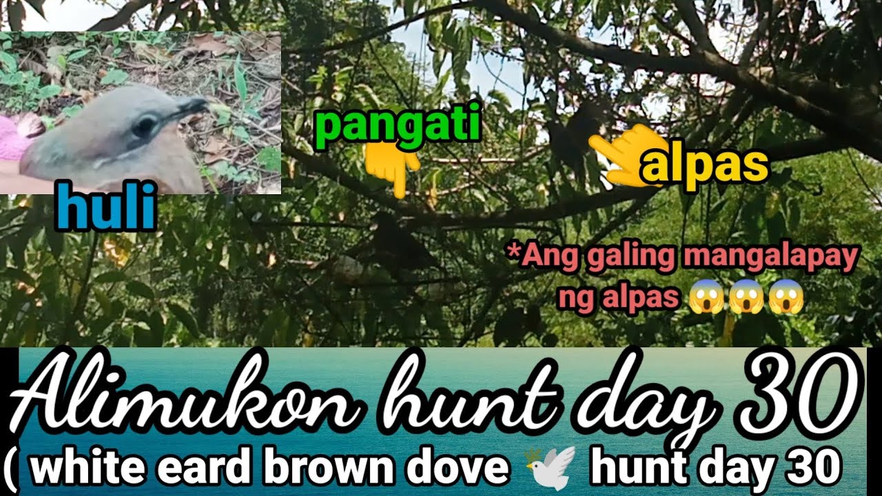Alimukon hunt day 30(white eard brown dove hunt day 30) - YouTube