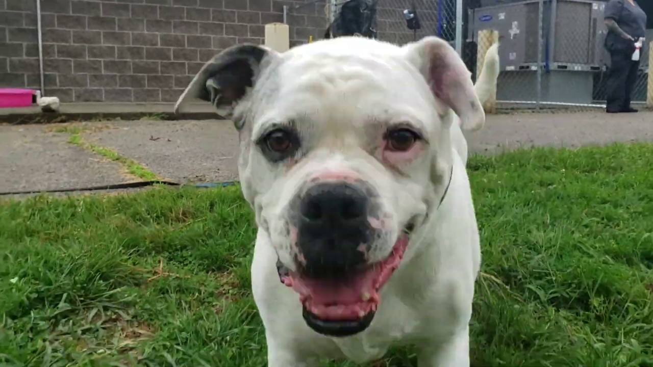 Dogs Playing for Life program starts at Butler County Humane Society ...