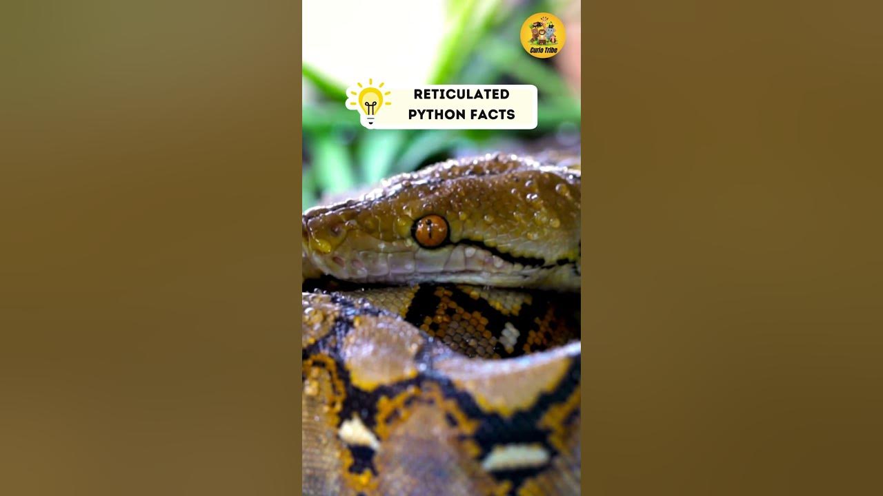 Reticulated Python Facts #shorts #snake - YouTube