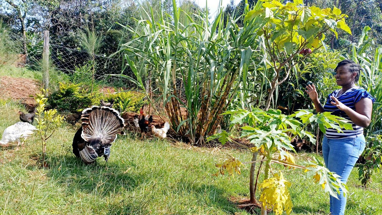 The Rhythm of Rural Life. Farm Life. - YouTube