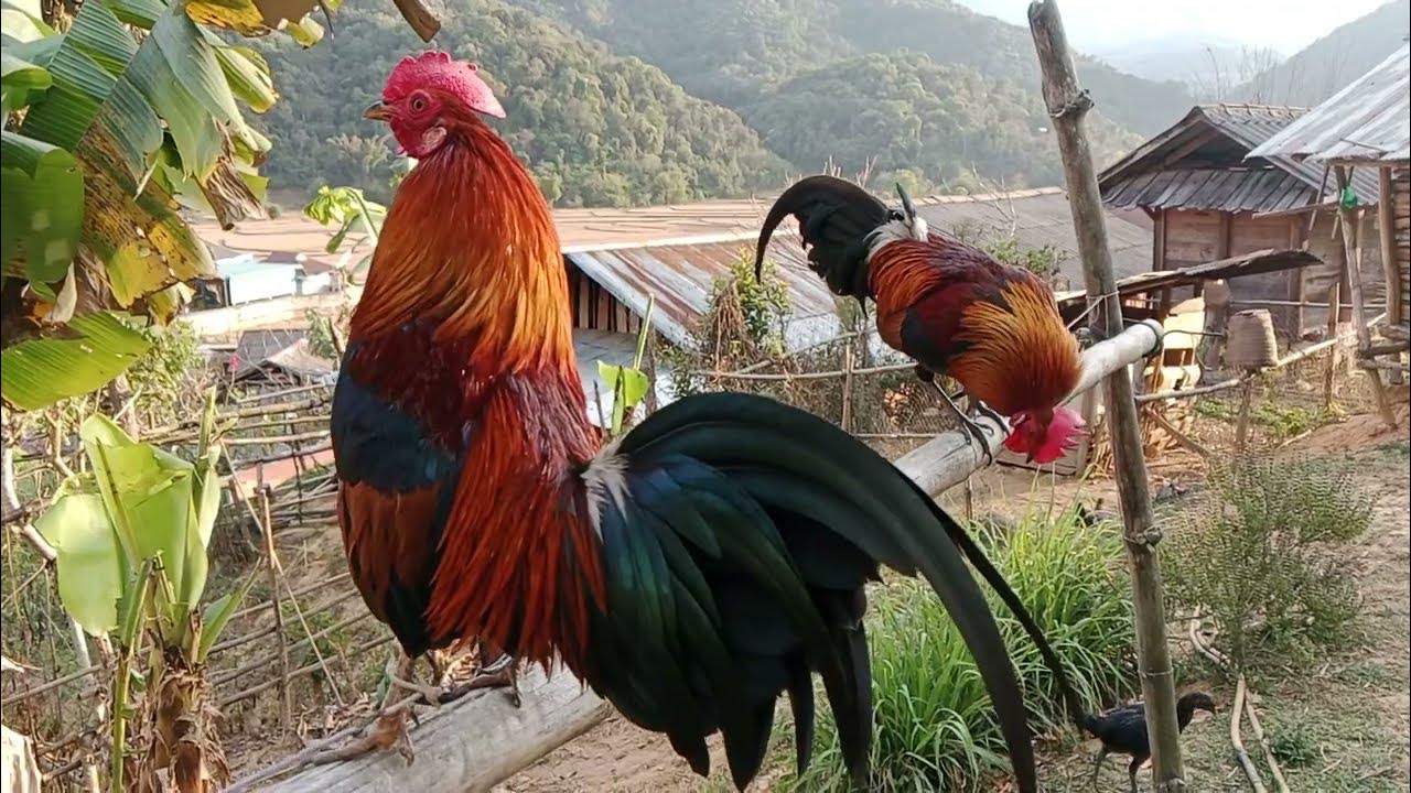 ໄກ່ຕໍ່ coj nej los saib kuv 2 tug qaib dib duas nawj - YouTube