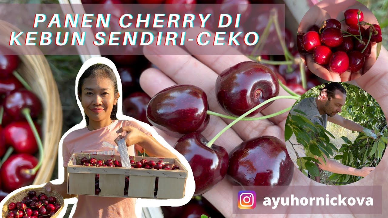Panen Cherry ( Cherry Harvest ) Perdana Di Kebun Sendiri Buahnya Banyak ...