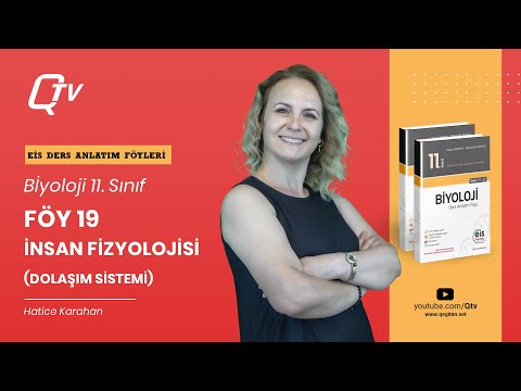 EİS Biyoloji 11.  Sınıf Ders Anlatım Föyleri | Föy 19 | İnsan Fizyolojisi Dolaşım Sistemi