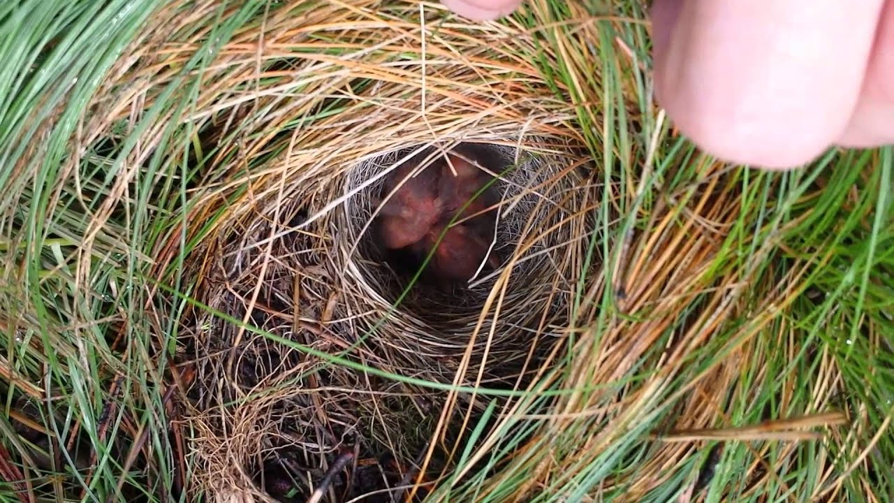 Ground-nesting songbird nest and chicks, Blue Mtns - YouTube