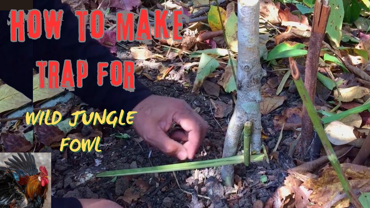 Mastering Bush Craft: Crafting Traditional Traps For Wild Jungle Fowl ...