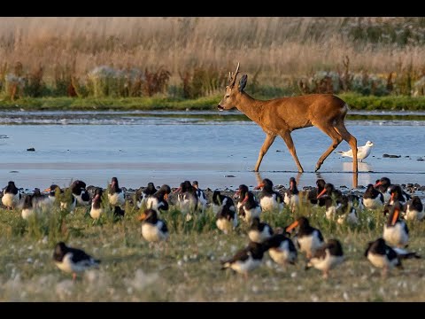 Early Morning Wildlife shoot - YouTube