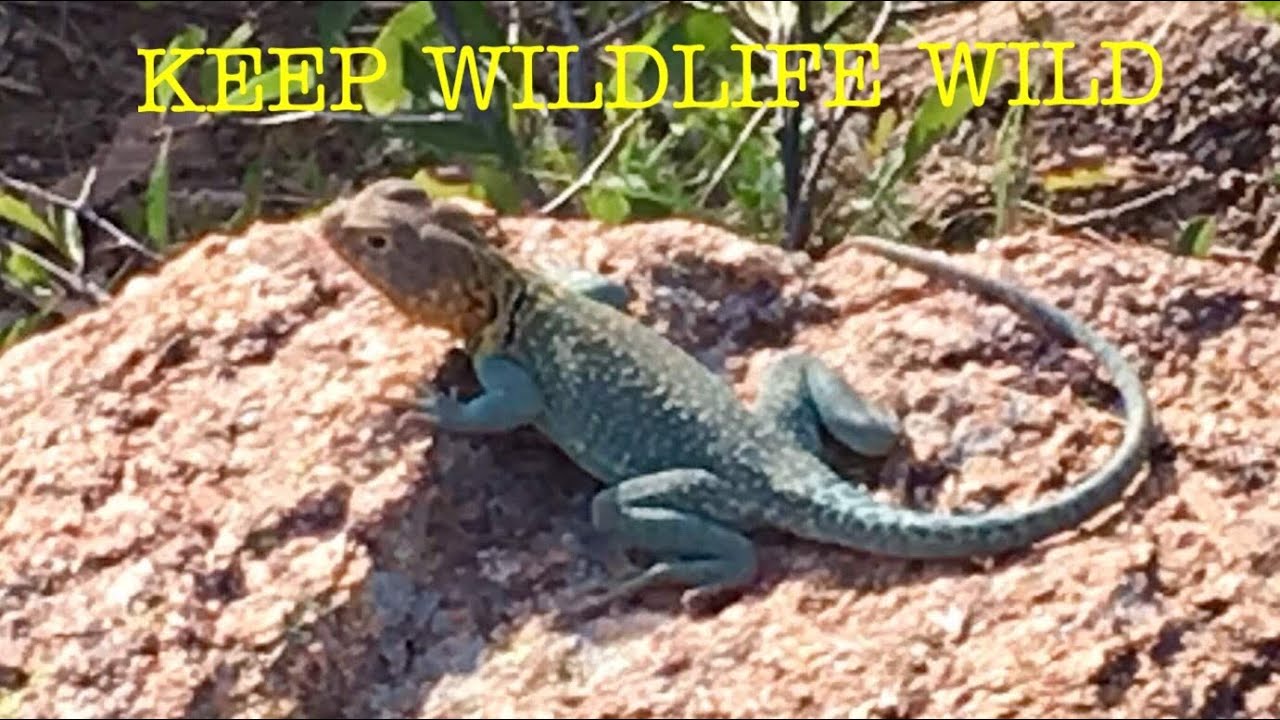 Keep Wildlife Wild - Wildlife Wednesday - YouTube