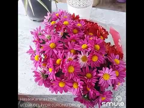 Bedir Geliyor hasan karataş yavuz bingöl