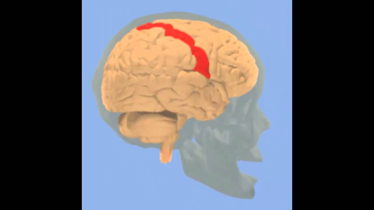 Postcentral Gyrus - YouTube