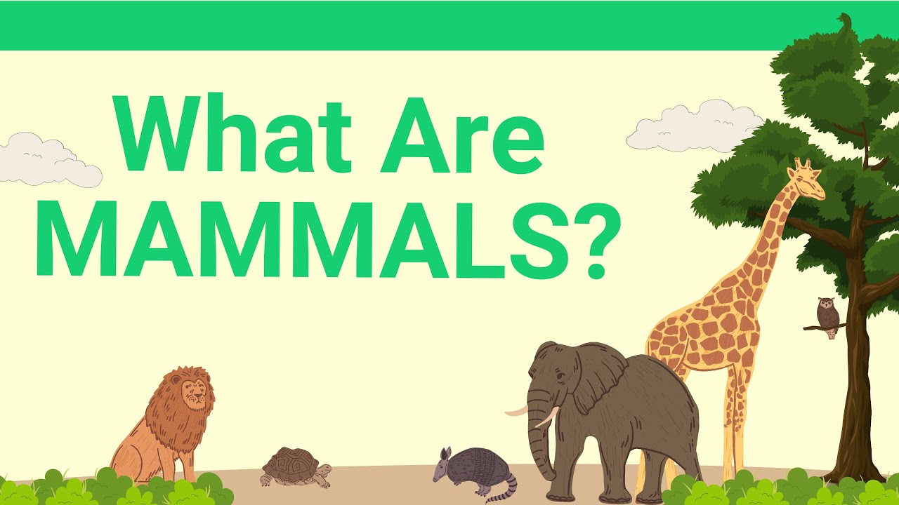What Are Mammals? - YouTube