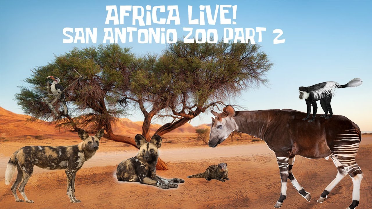 Uncaged Zoo Tours: Africa Live! at the San Antonio Zoo Part 2 ft ...