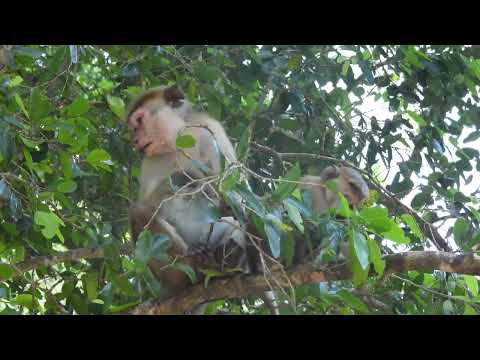 Monkey#beautiful #nature #cute #funny