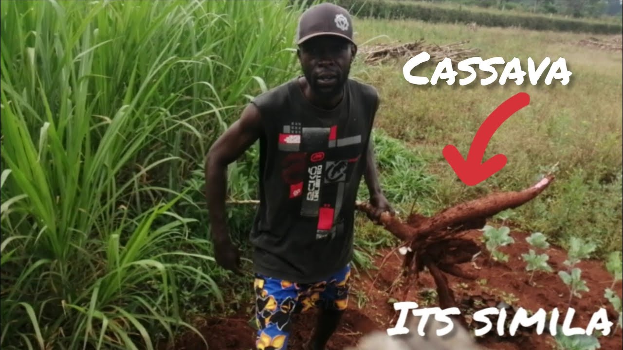HARVESTING huge CASSAVA for BREAKFAST in my village Farm||JACK BEANS ...