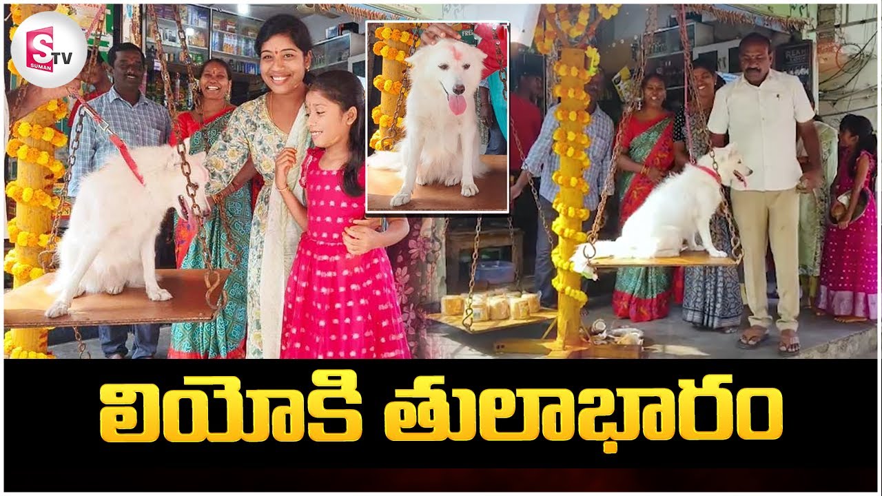 లియోకి తులాభారం | Medaram Sammakka Sarakka Jatara | Bangaram ...