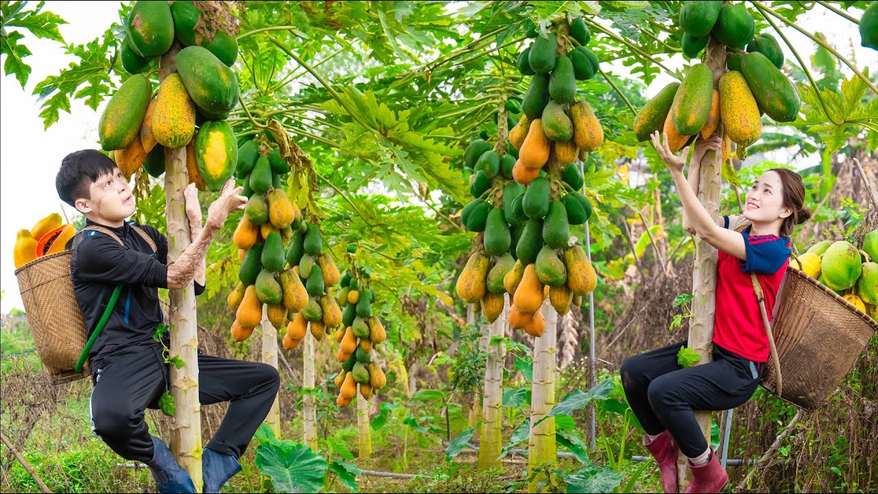 Harvesting Papaya yellow skin - Guts and skin change color when ripe ...