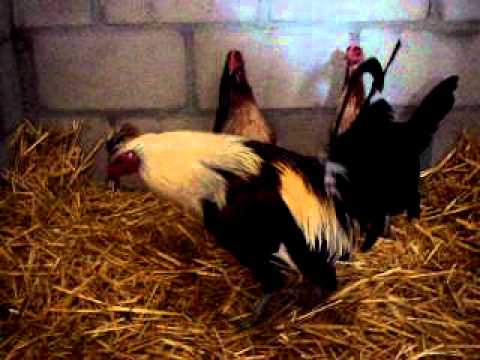 Gallo F.E. Grey Hatch & Pollas Marshall Beard Hatchs - YouTube