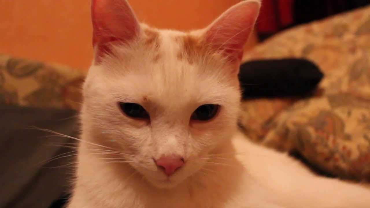 Dramatic Cat - YouTube