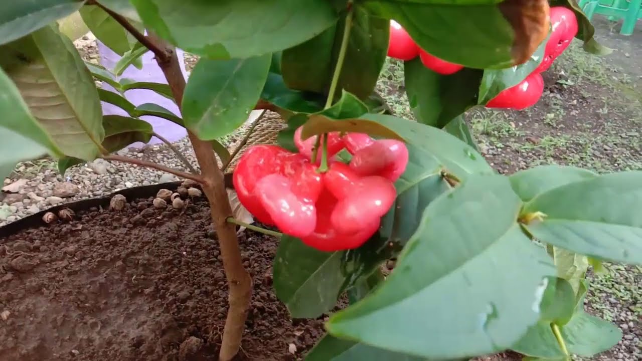 Klasifikasi Ilmiah Tanaman Jambu Kancing - YouTube