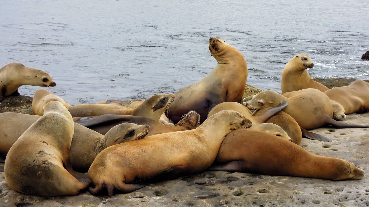 San Diego | Coronado Island, le foche di La Jolla Cove e Old Town - YouTube