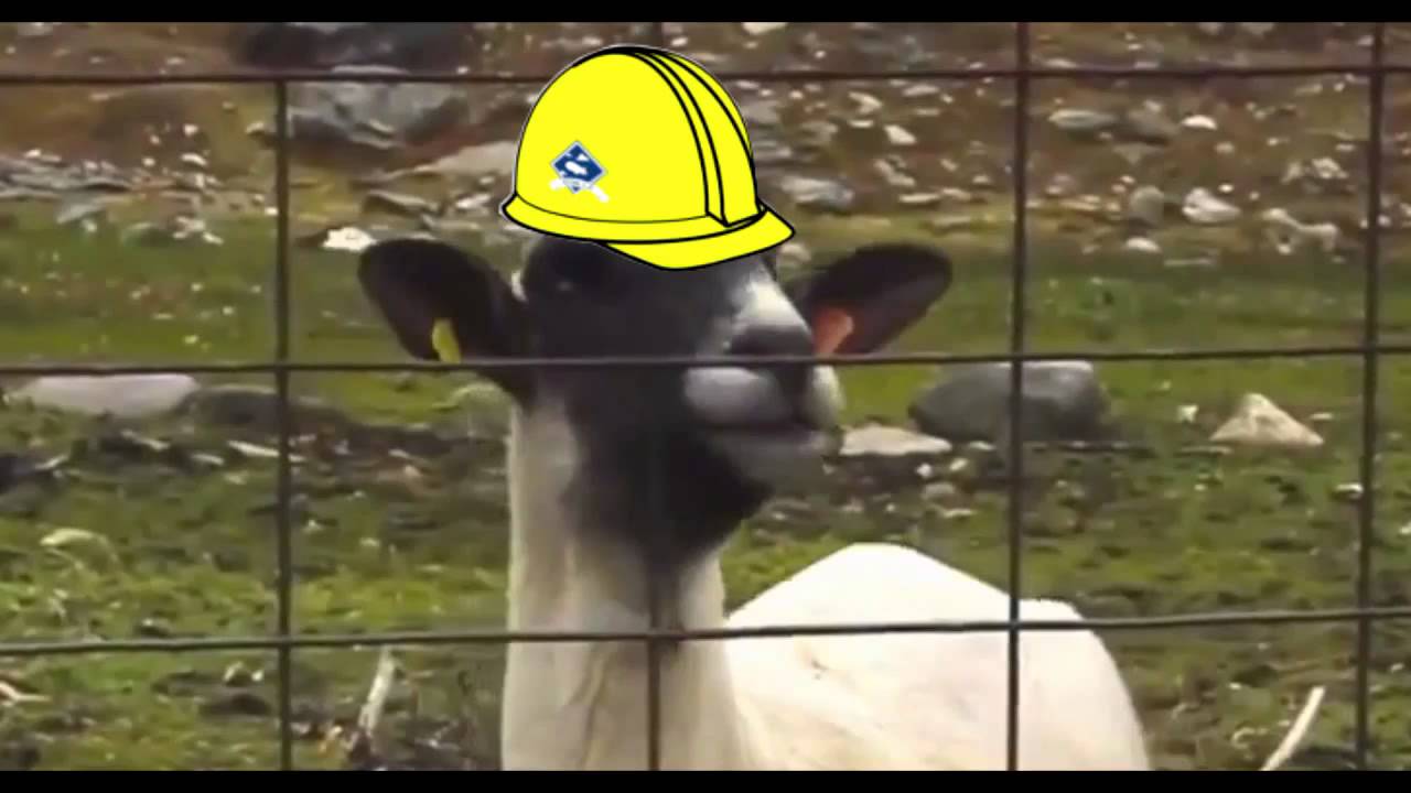 Hard Hat Sheep - YouTube