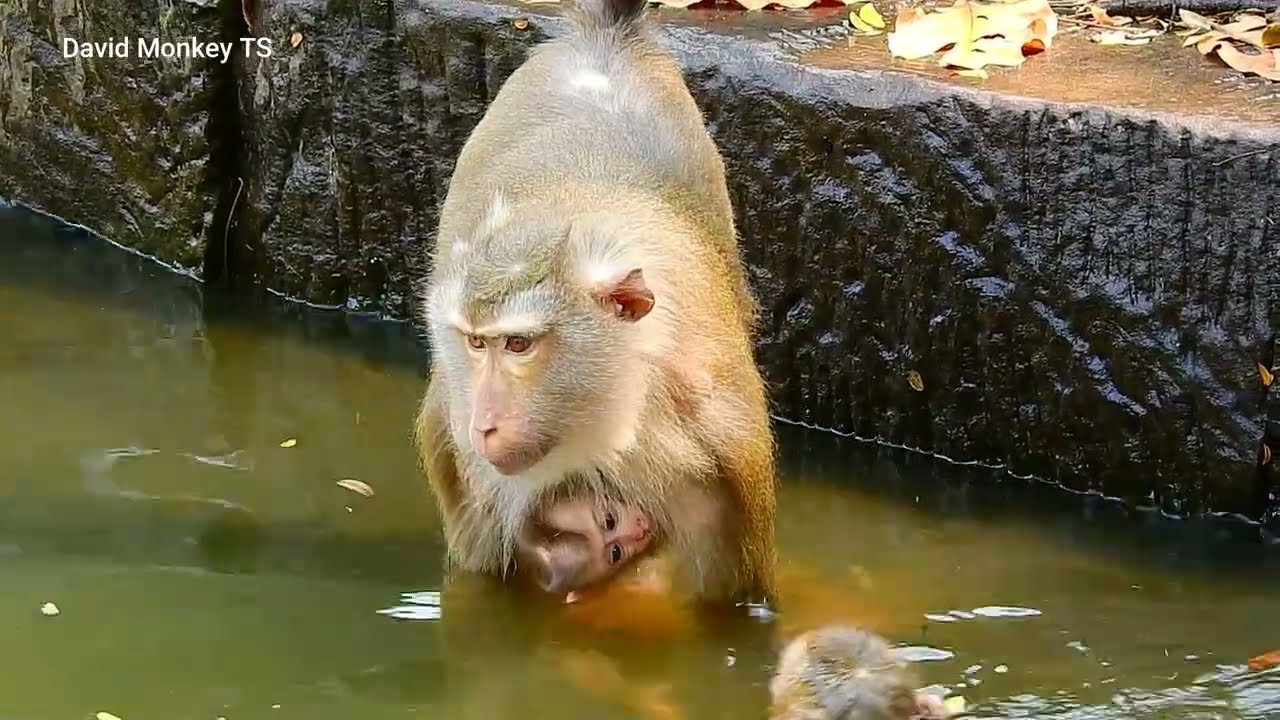 Mom Libby hit baby monkey Lily crying so loudly why Libby always bad on Lily like this - YouTube