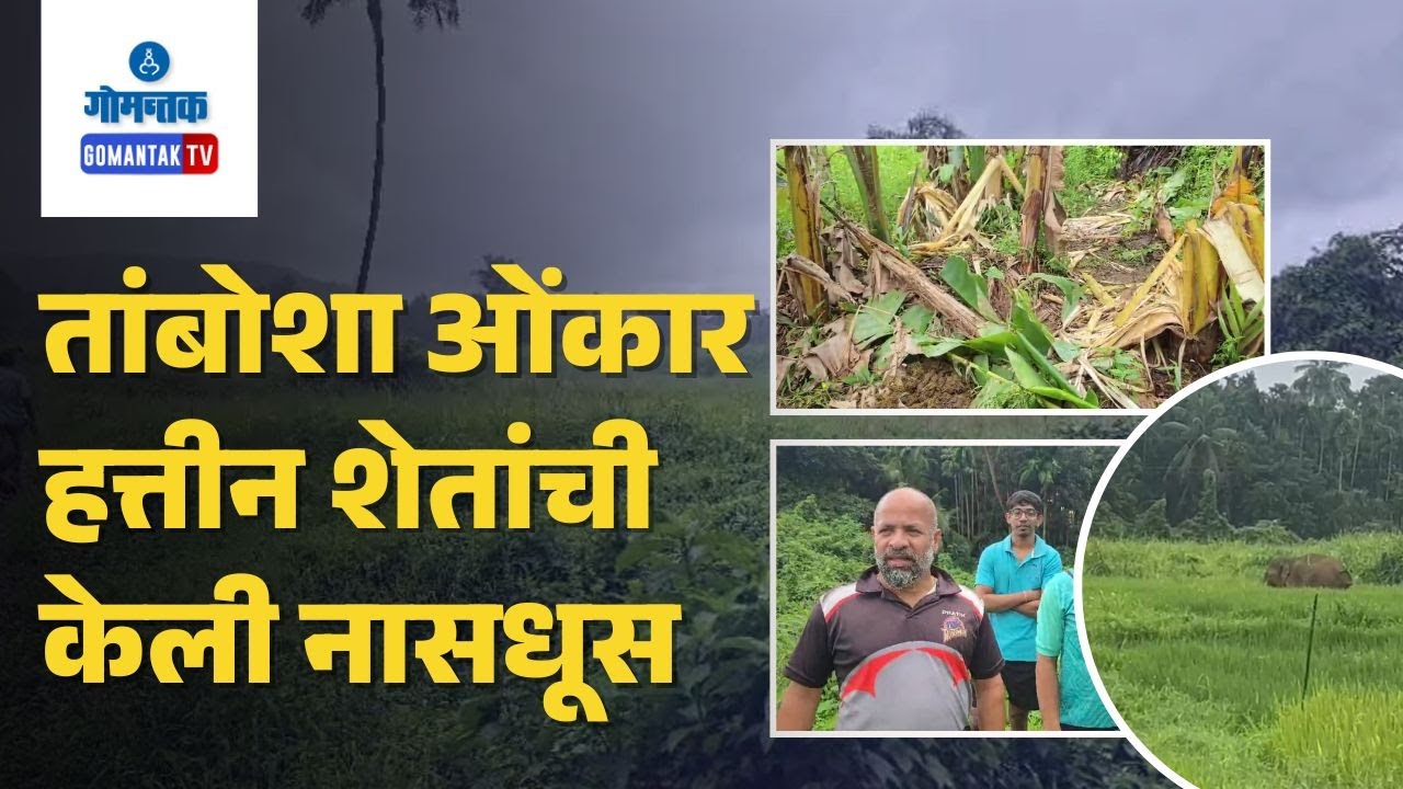 Omkar Elephant Update - ओंकार हत्ती पावलो तांबोशा | Gomantak TV - YouTube