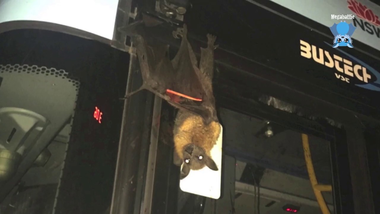 Rescuing a bat hanging on a bus door: this is Portia - YouTube