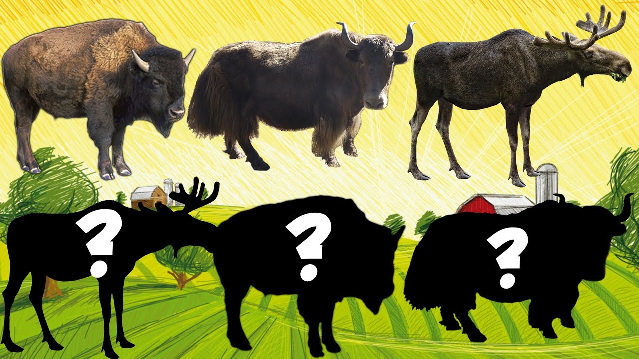 CUTE ANIMALS Kuda, Bison, Horse, Tiger, Lion, 들소, 얼룩말, 말, 고양이, 사자, 기니피그 ...