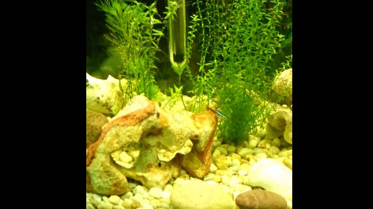 Releasing 2 Clown Loaches and 2 Cherry Platys into my Tank - YouTube