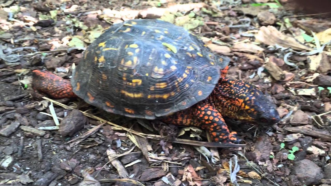 Terrapene Carolina Carolina (Eastern Box Turtle) eating a worm. - YouTube
