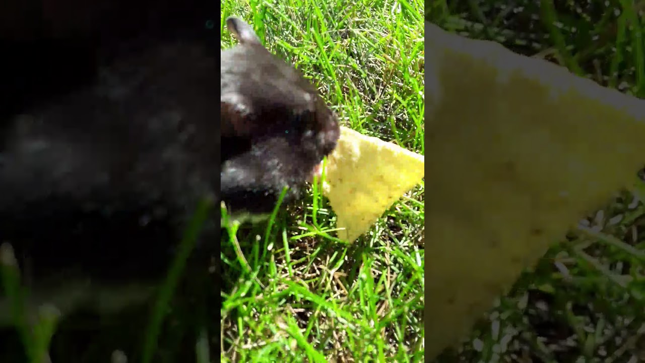 Hamster approved chips - YouTube