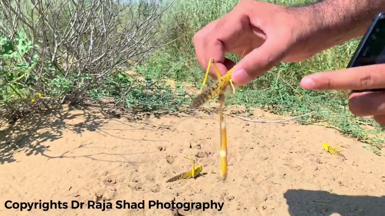 Swarm of locusts destroying everything in their path - YouTube