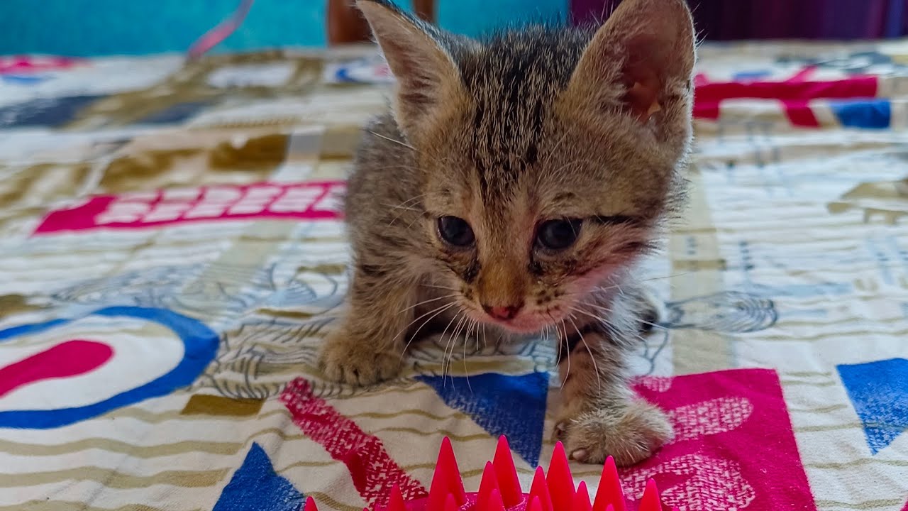 Vlog#1 Funny Babies Laughing Hysterically Cat Compilation # playing ...