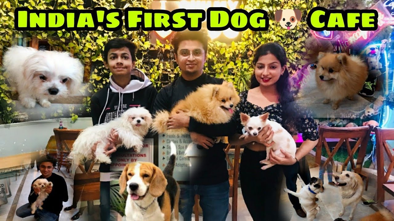 India's First Dog 🐕 "CAFE" in Mumbai | Buy or Adopt puppies | OH MY DOG ...