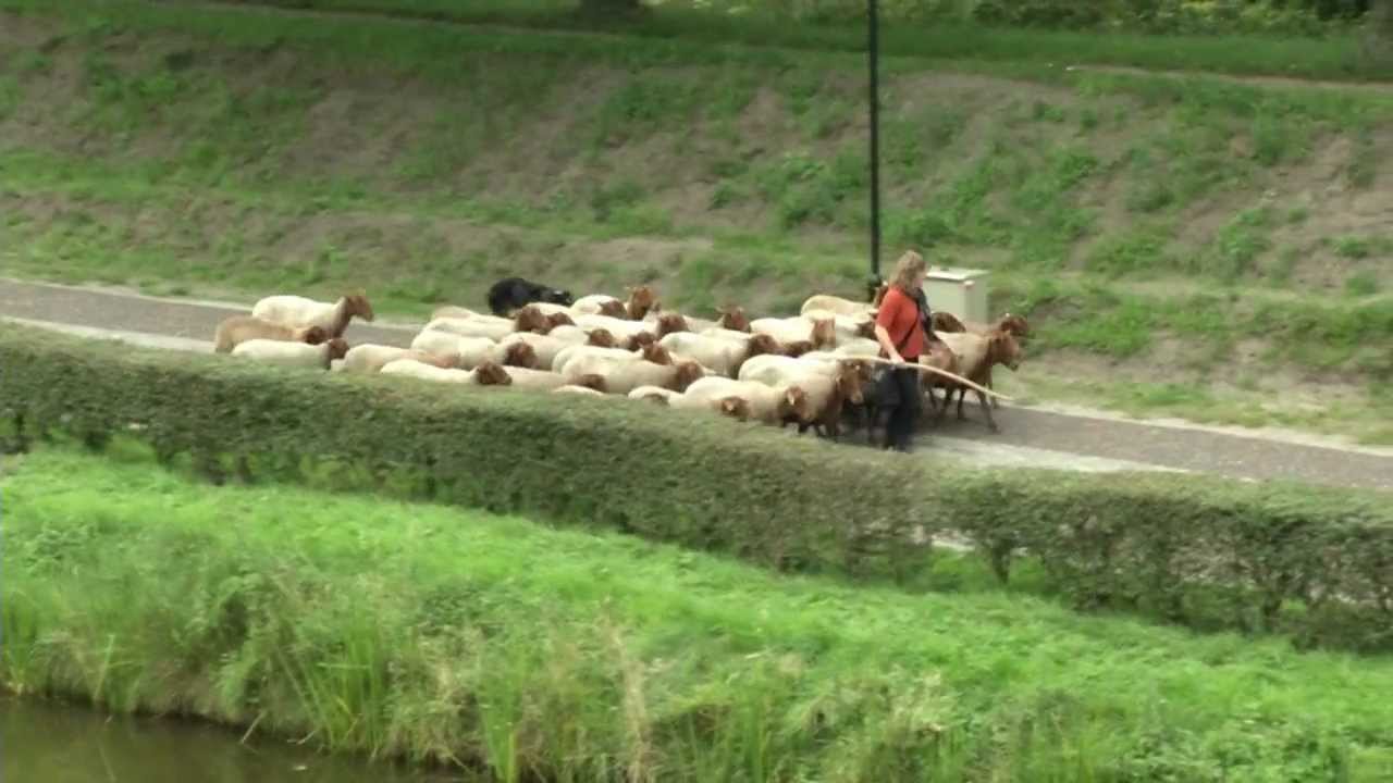 Solognotes schapen hoeden in Vesting Bourtange - YouTube