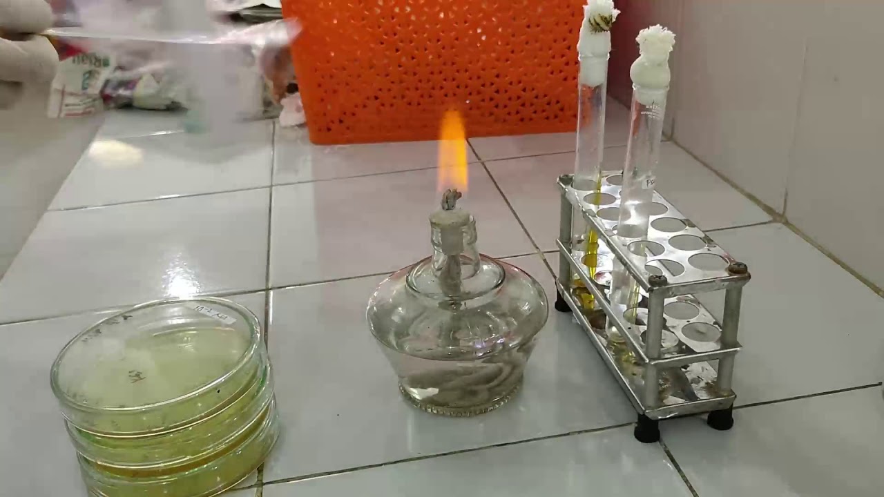 Cara Isolasi Bakteri - YouTube