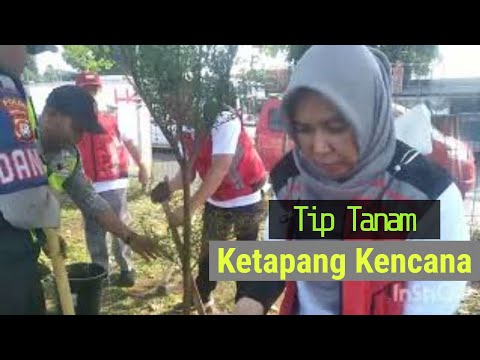 Tip Tanam Ketapang Kencana Hidup Semua