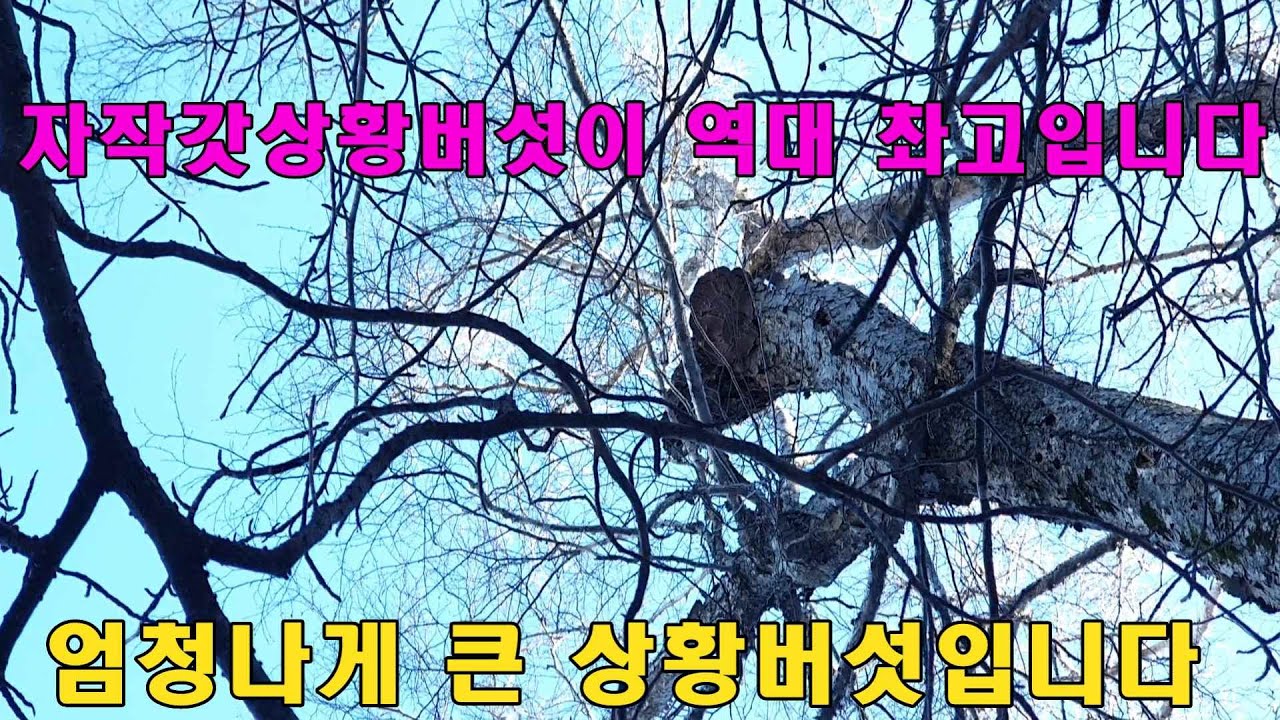 제 897 회 2023 11 20 고산 버섯 산행에 처음 보는 크기의 대형 상황버섯을 만났습니다 - YouTube