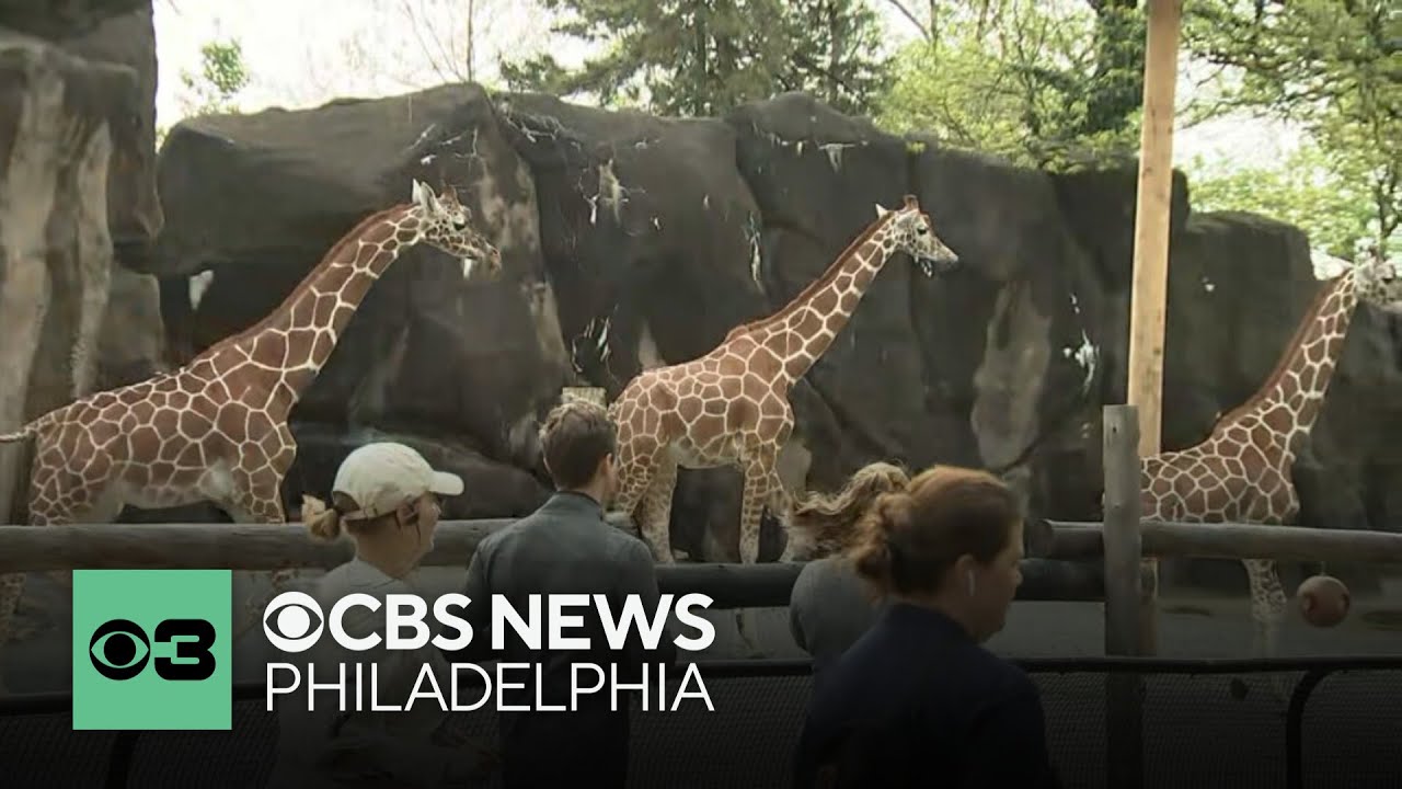 Giraffes gallop alongside hundreds of runners at Philadelphia Zoo's ...