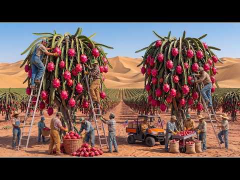 Dünyanın En Büyük Beyaz Ejder Meyvesi Çiftliğinin İç Yüzü | Tam Hasat ve İşleme Süreci